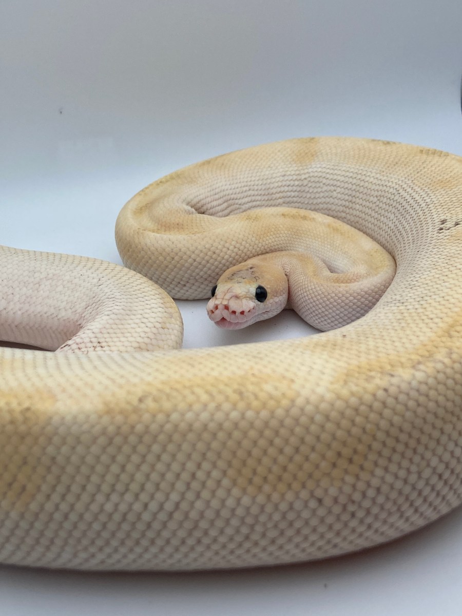 Get Psyched – Stay Psyched